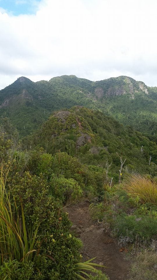 A day Hike to the Mt Pirongia Summit
